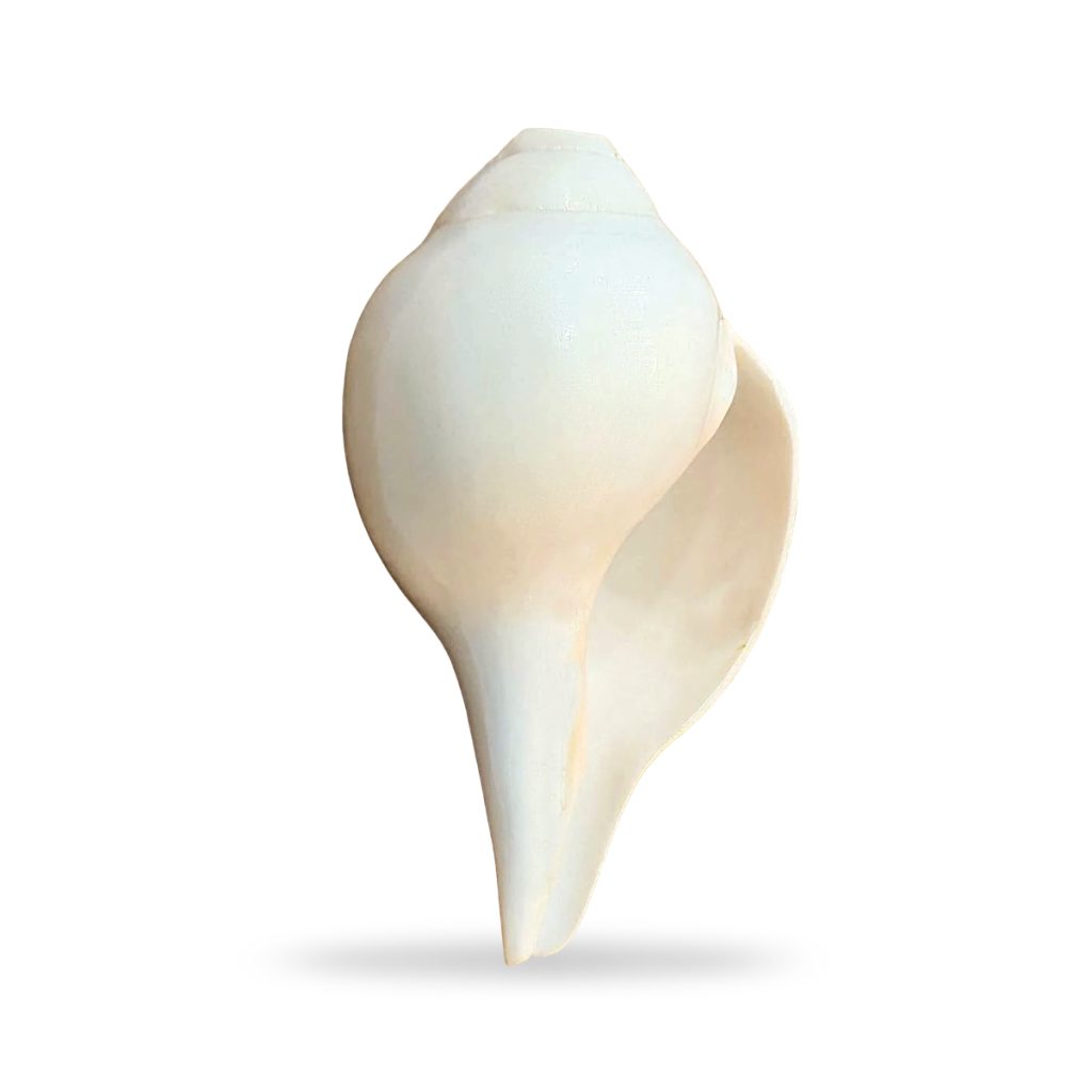 Shankh Natural Conch Shell - Siddha Yoga Book Store